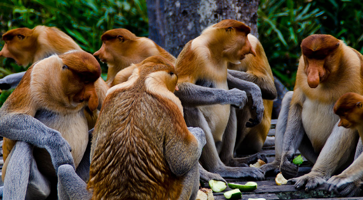 5 Animals to Look for in Brunei - Travelogues from Remote Lands